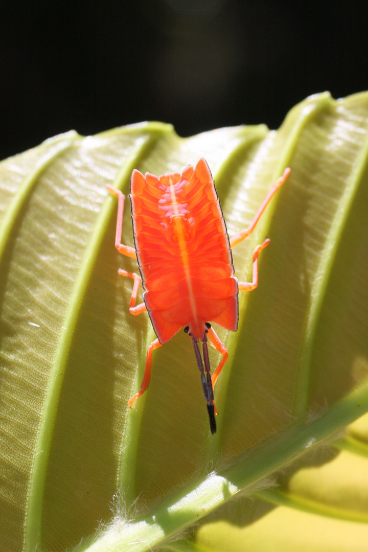 Giant Shield Bug Foto & Bild | world, natur, insekt Bilder auf ...