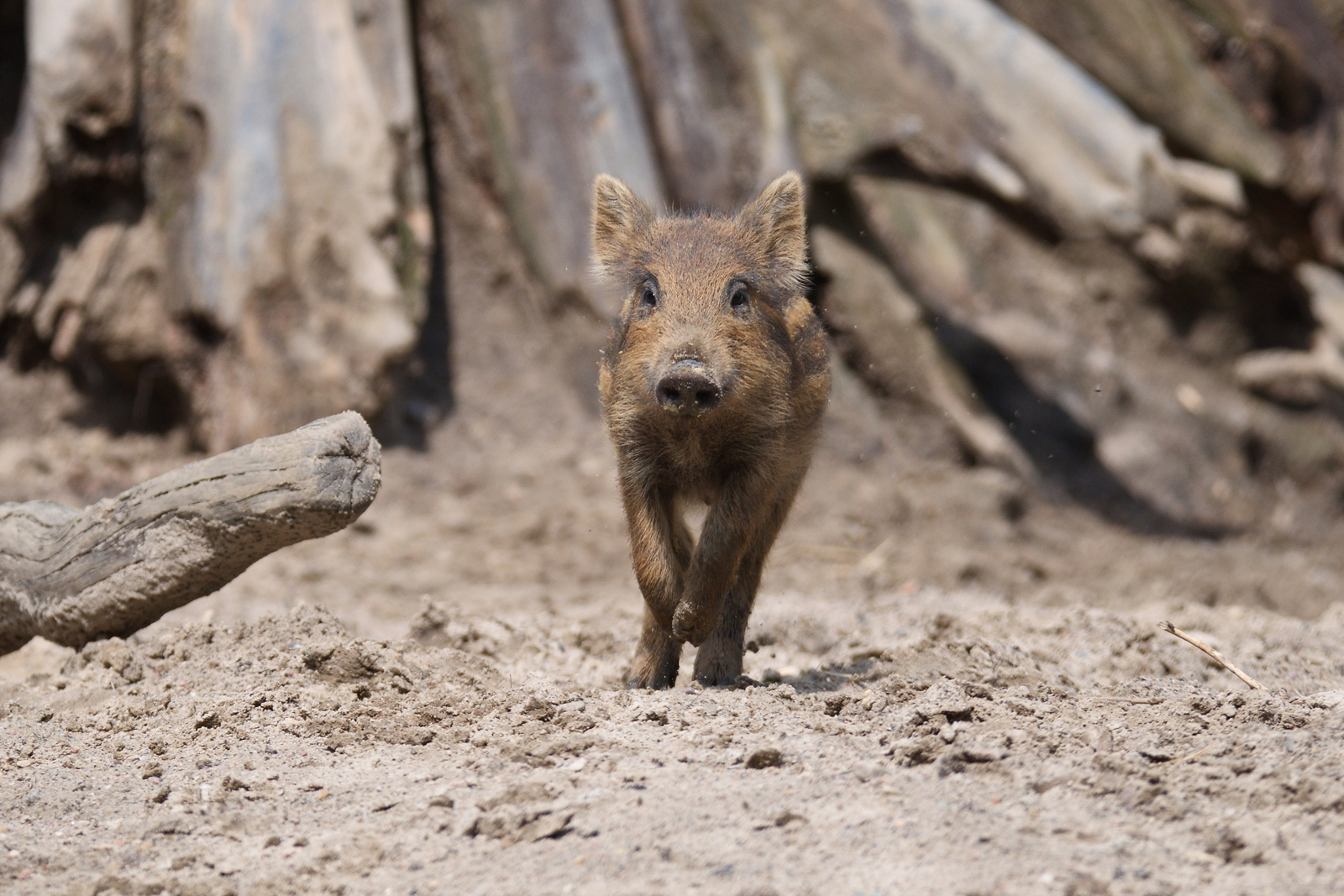 Gibt es sie bald nicht mehr ? Foto & Bild | tiere, zoo, wildpark ... Gibt es sie bald nicht mehr ? Foto & Bild | tiere, zoo, wildpark ...