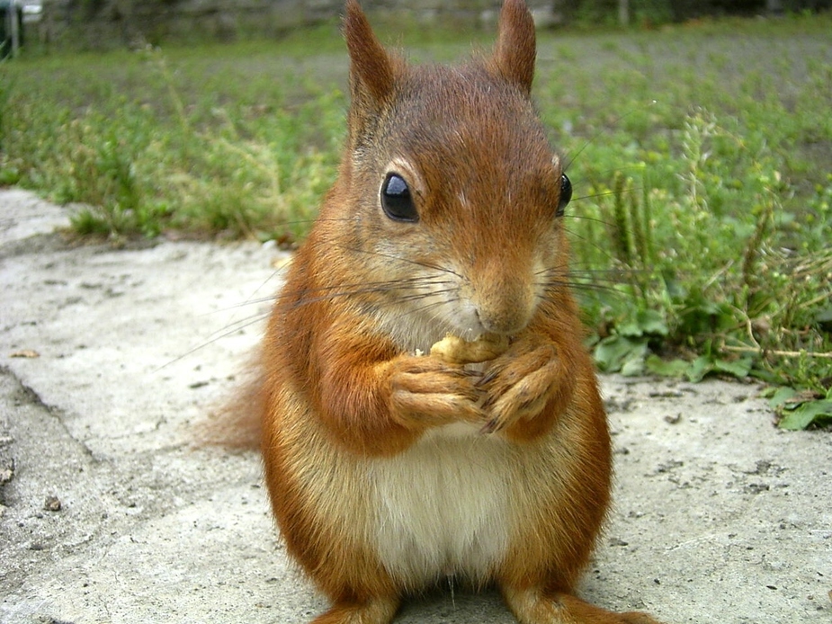 Gier und Angst Foto & Bild | tiere, wildlife, säugetiere Bilder auf ...