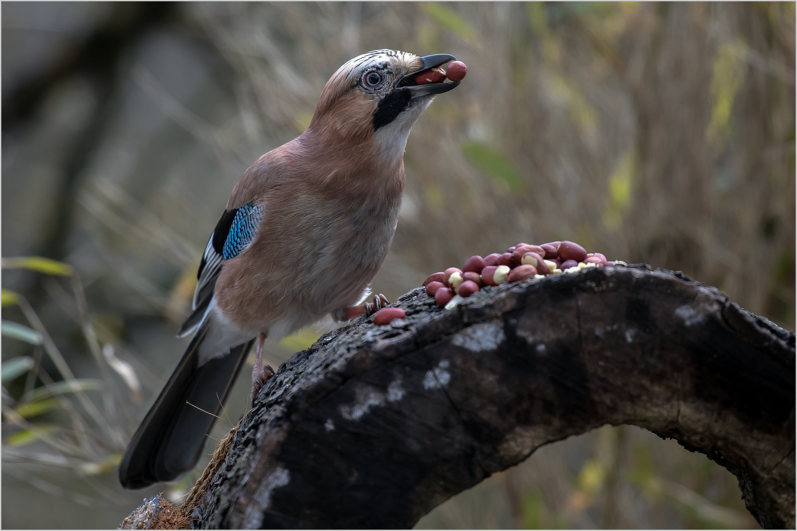 Gierlappen ..... Foto & Bild | tiere, wildlife, wild lebende vögel ...