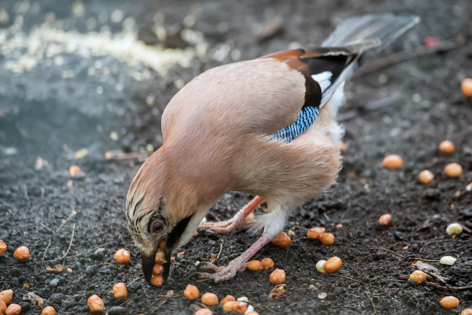 Gierlappen ..... Foto & Bild | tiere, wildlife, wild lebende vögel ...