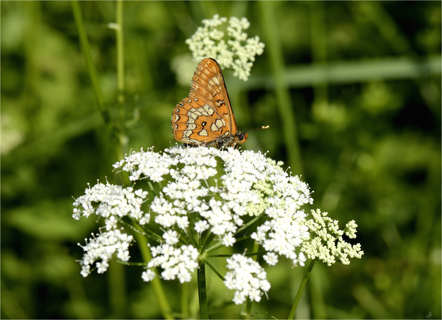 Giersch Foto & Bild | natur, blumen, pflanzen Bilder auf fotocommunity
