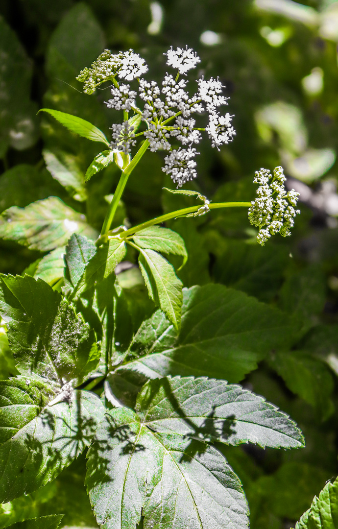 Giersch Foto & Bild | pflanzen, pilze & flechten, blüten ...