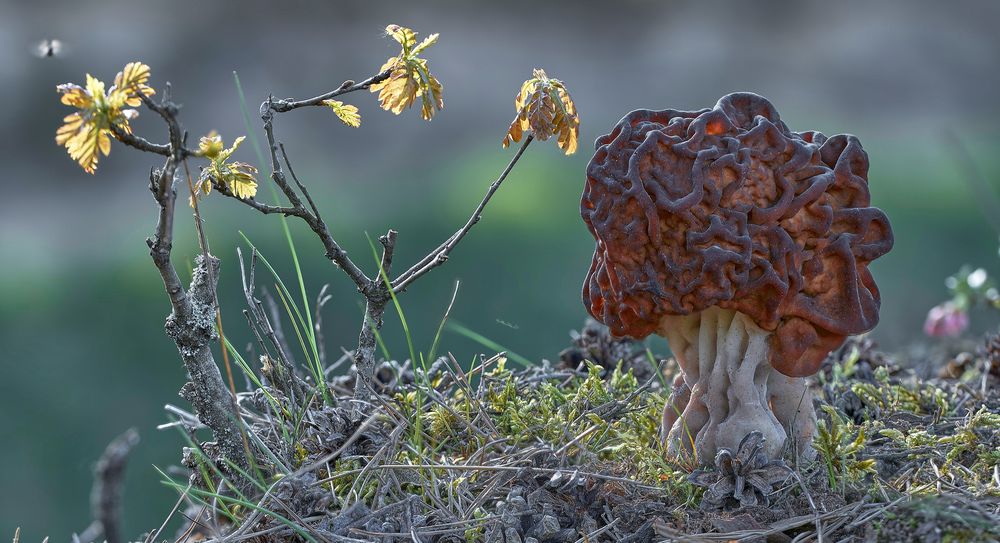 Gift -Lorchel Foto & Bild | pflanzen, pilze & flechten, natur, pilze ...