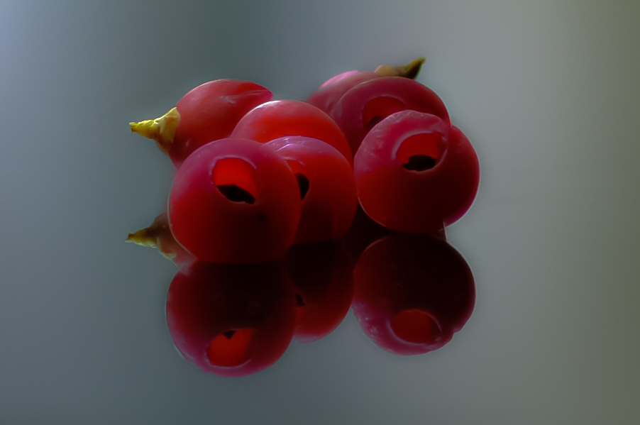 Giftig Foto & Bild | pflanzen, pilze & flechten, projekte, früchte und ...