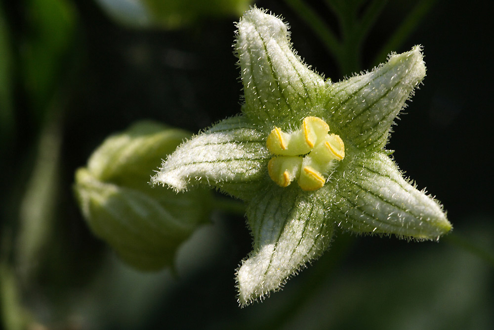 Giftig... Foto & Bild | pflanzen, pilze & flechten, blüten ...