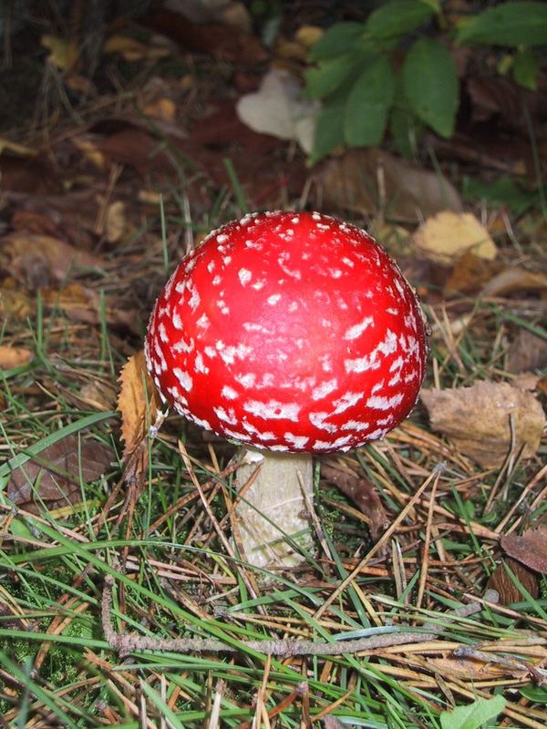 Giftig aber schön Foto & Bild | pflanzen, pilze & flechten, pilze ...