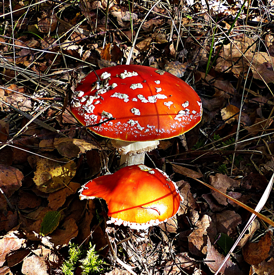 Giftig aber schön Foto & Bild | world, spezial, rot Bilder auf ...