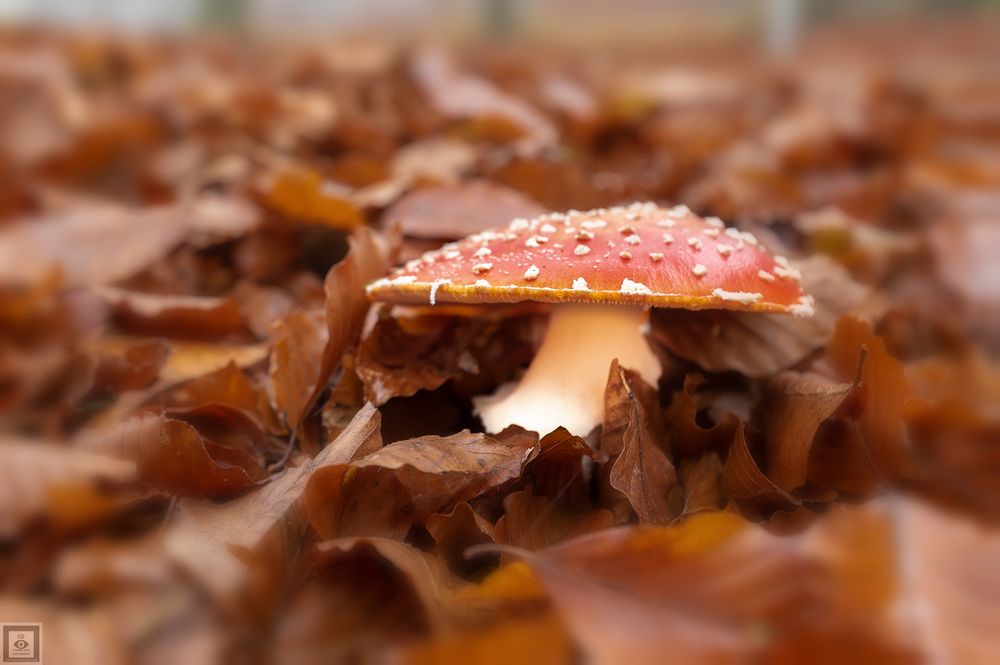 Giftig Foto & Bild | pflanzen, pilze & flechten, pilze & flechten ...