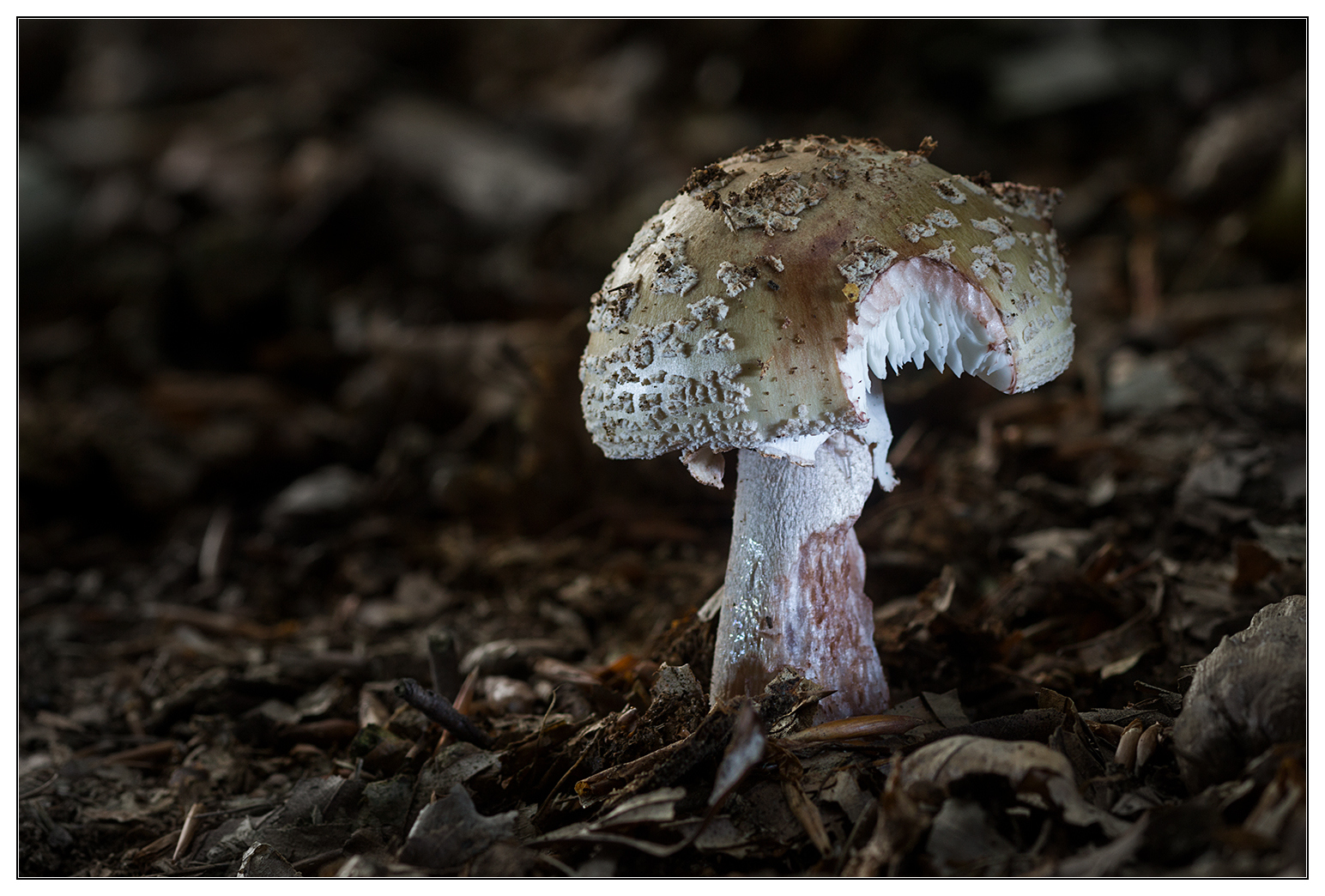 giftig? Foto & Bild | pflanzen, pilze & flechten, pilze & flechten ...