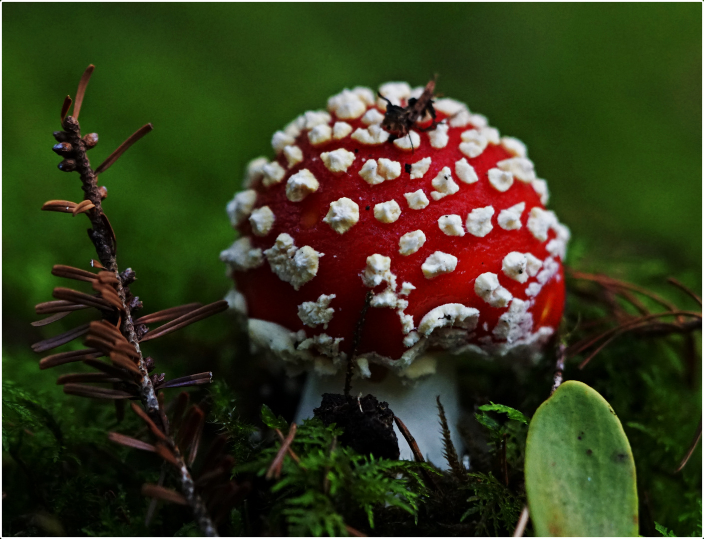 Giftig Foto & Bild | deutschland, europe, baden- württemberg Bilder auf ...