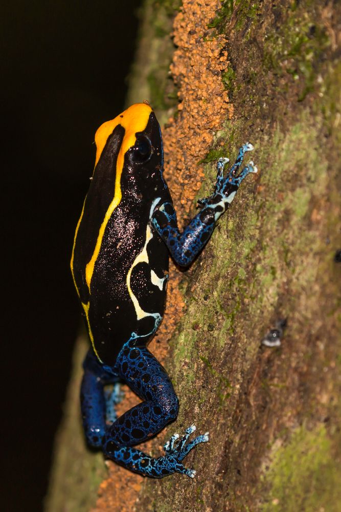 "Giftig" Foto & Bild | world, natur, giftig Bilder auf fotocommunity