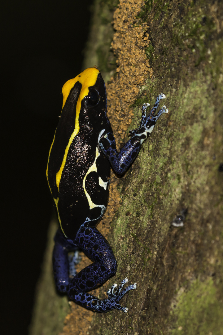 "Giftig" Foto & Bild | world, natur, giftig Bilder auf fotocommunity