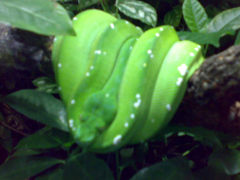 Giftig genau wie meine Frau Foto & Bild | reportage dokumentation, zoo ...