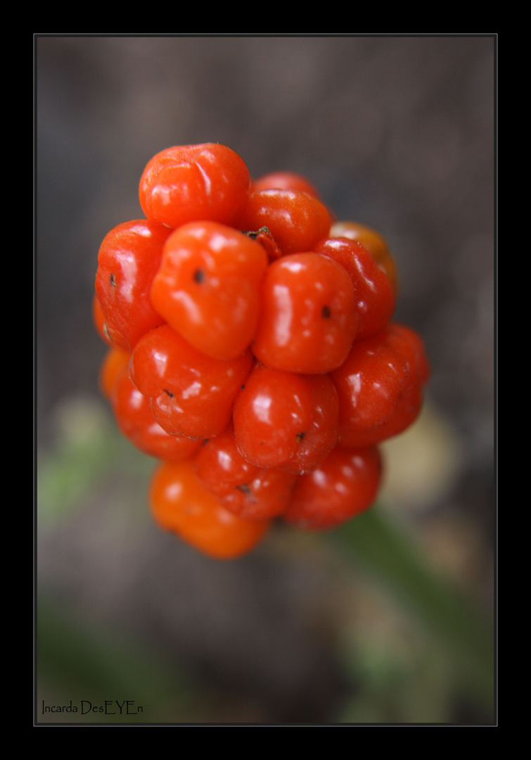 GIFTIG ihr NAme beginnt mit A Foto & Bild | anfängerecke - nachgefragt ...