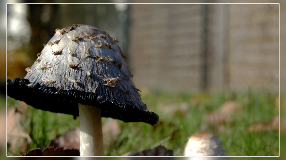 Giftig oder essbar? Foto & Bild | pflanzen, pilze & flechten, pilze ...
