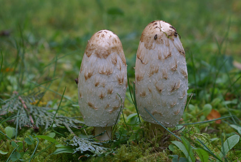 Giftig, oder nicht giftig....das ist hier die Frage. Foto & Bild ...