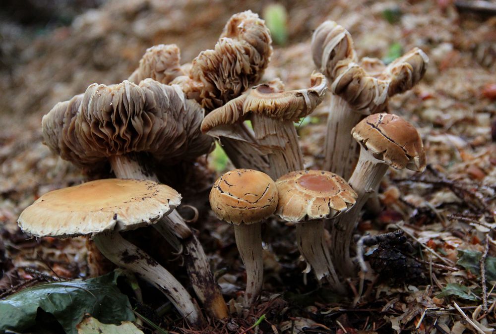 Giftige Pilze Foto & Bild | wald, natur, herbst Bilder auf fotocommunity