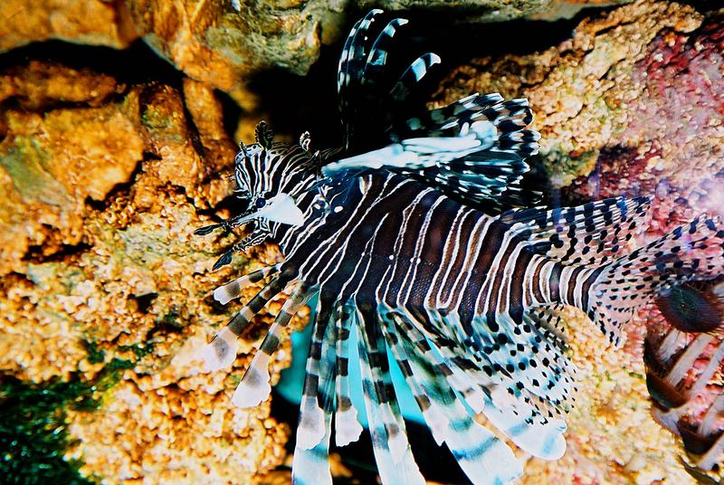 Giftiger Fisch Foto & Bild | tiere, zoo, wildpark & falknerei, zoo ...