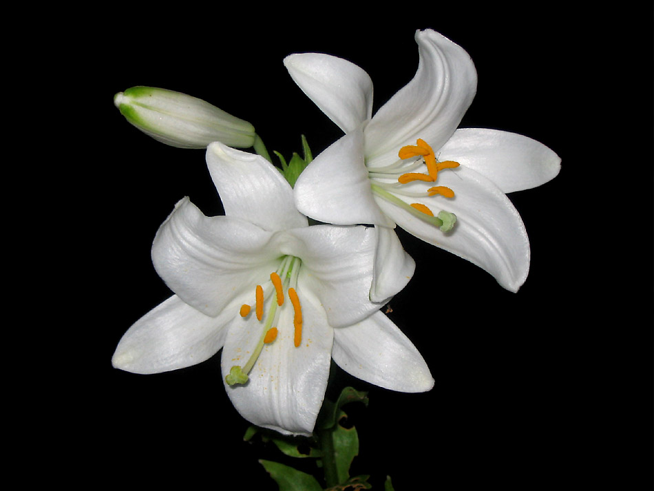 Gigli Foto % Immagini| piante, fiori e funghi, natura Foto su fotocommunity