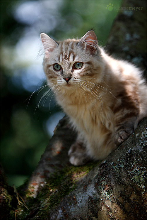 Giguk Foto & Bild | tiere, haustiere, katzen Bilder auf fotocommunity