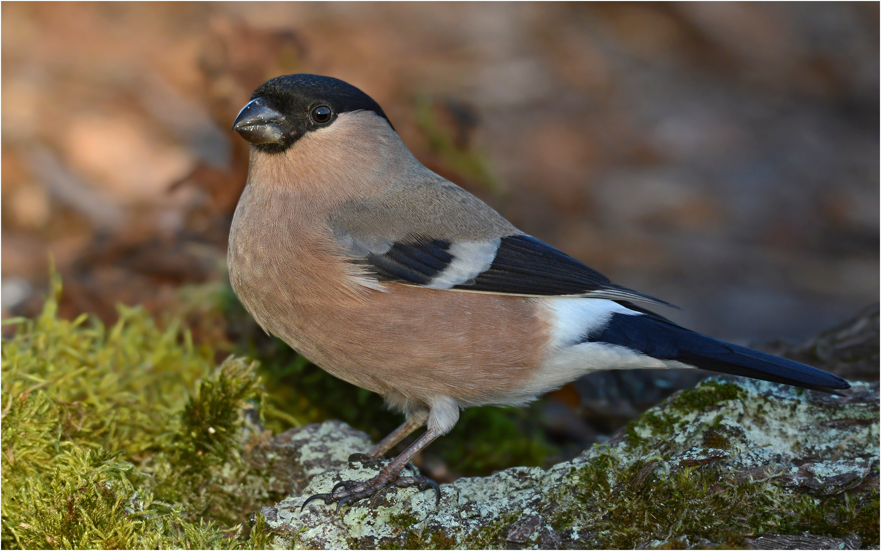 Gimpel Foto & Bild | tiere, wildlife, wild lebende vögel Bilder auf ...