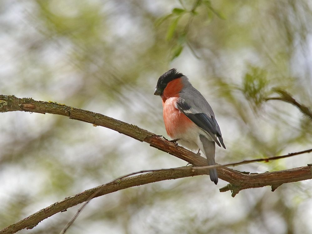 Gimpel 1 Foto & Bild | tiere, wildlife, wild lebende vögel Bilder auf ...