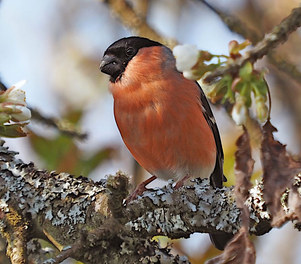 Gimpel Foto & Bild | tiere, wildlife, wild lebende vögel Bilder auf ...