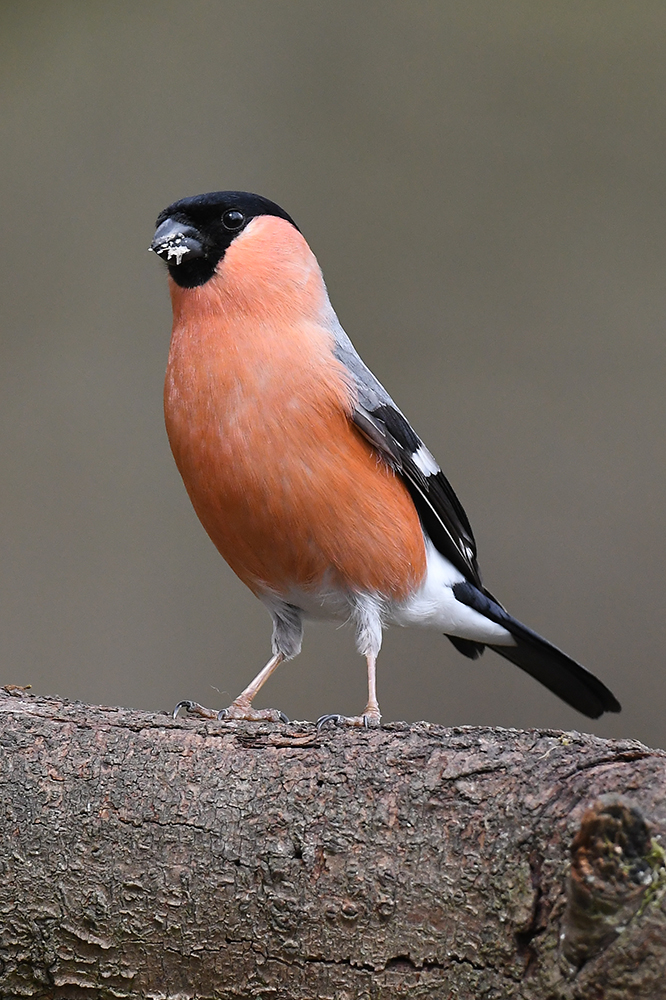 Gimpel Foto & Bild | tiere, wildlife, wild lebende vögel Bilder auf ...