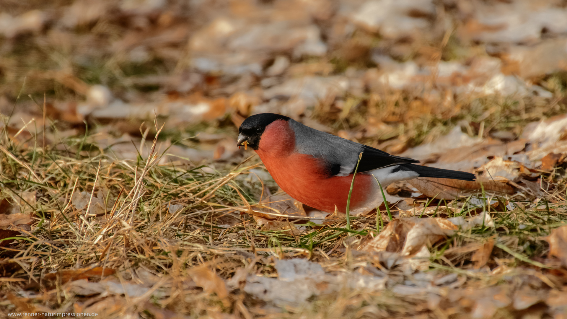 Gimpel Foto & Bild | brandenburg, natur, tiere Bilder auf fotocommunity