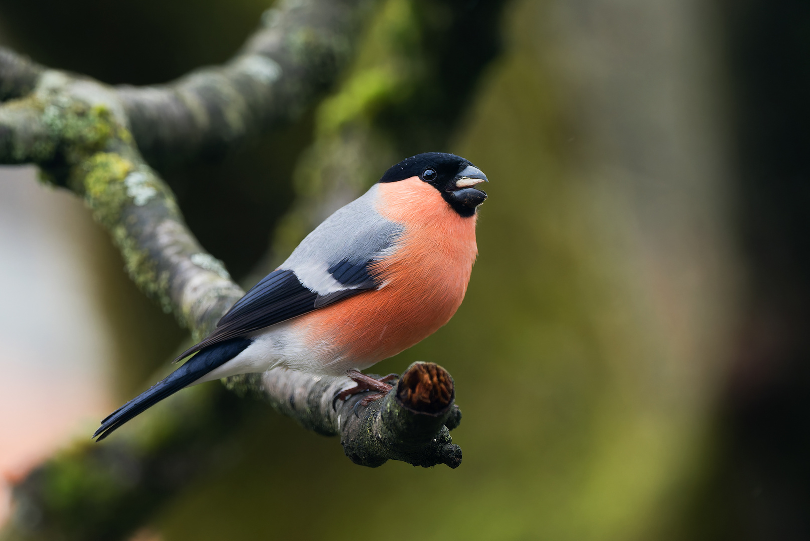 Gimpel Foto & Bild | tiere, wildlife, wild lebende vögel Bilder auf ...