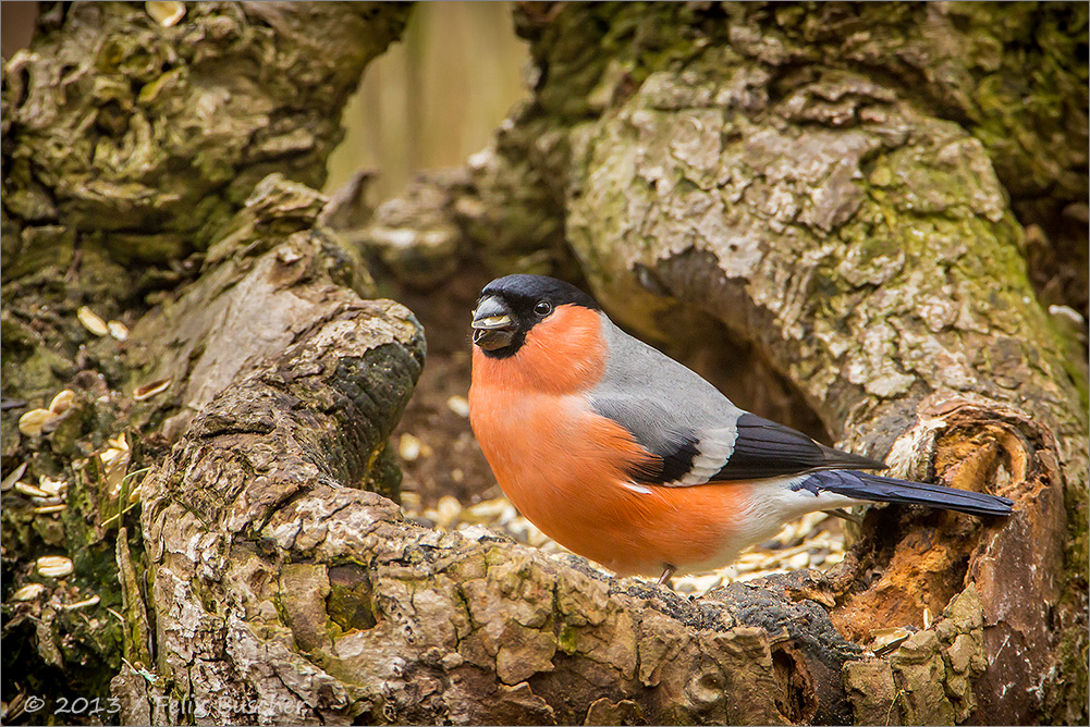 Gimpel Foto & Bild | tiere, wildlife, wild lebende vögel Bilder auf ...