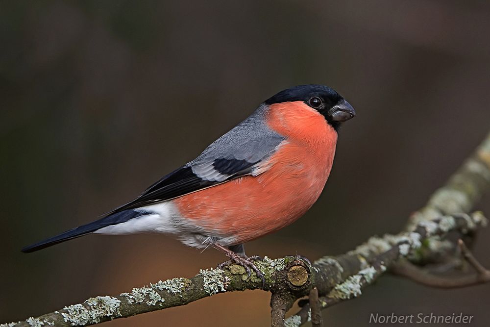 Gimpel Foto & Bild | tiere, wildlife, wild lebende vögel Bilder auf ...