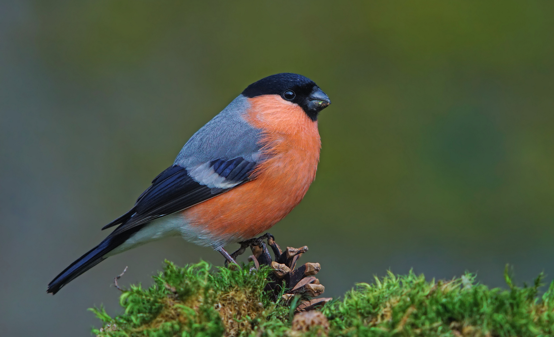 Gimpel Foto & Bild | tiere, wildlife, wild lebende vögel Bilder auf ...