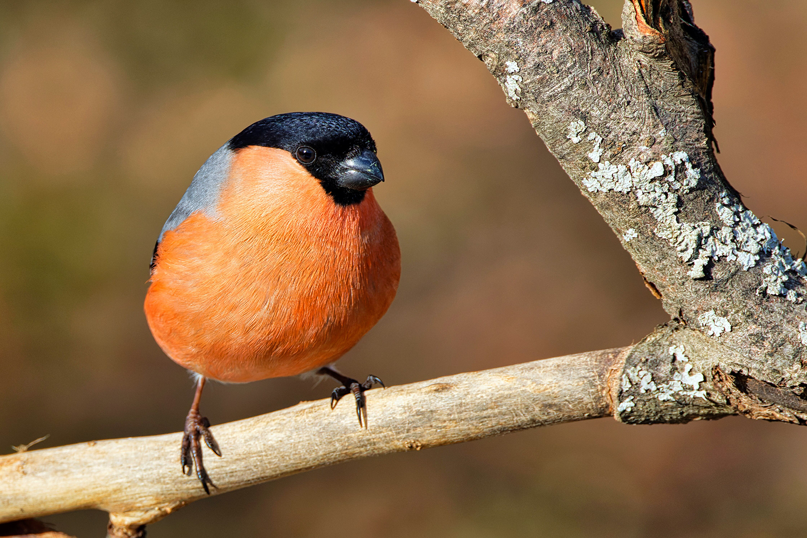 Gimpel Foto & Bild | tiere, wildlife, wild lebende vögel Bilder auf ...