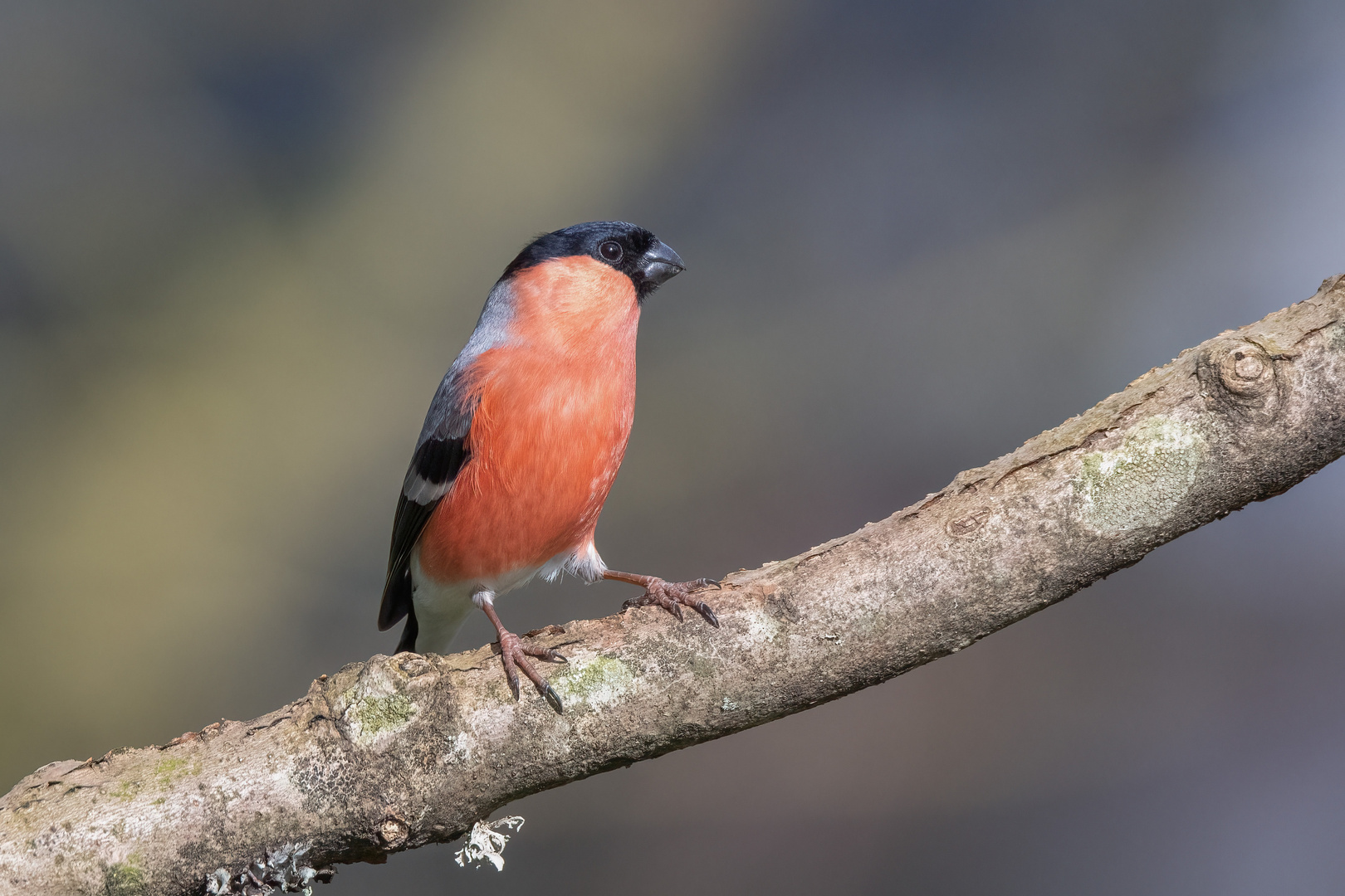 Gimpel Foto & Bild | tiere, vögel, wildlife Bilder auf fotocommunity