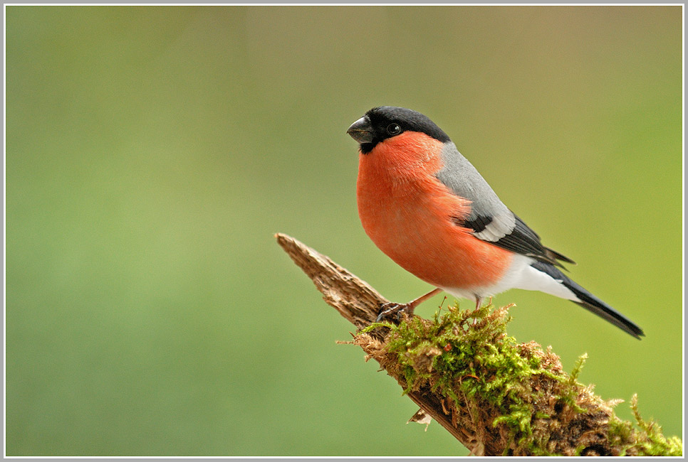 Gimpel Foto & Bild | tiere, wildlife, wild lebende vögel Bilder auf ...