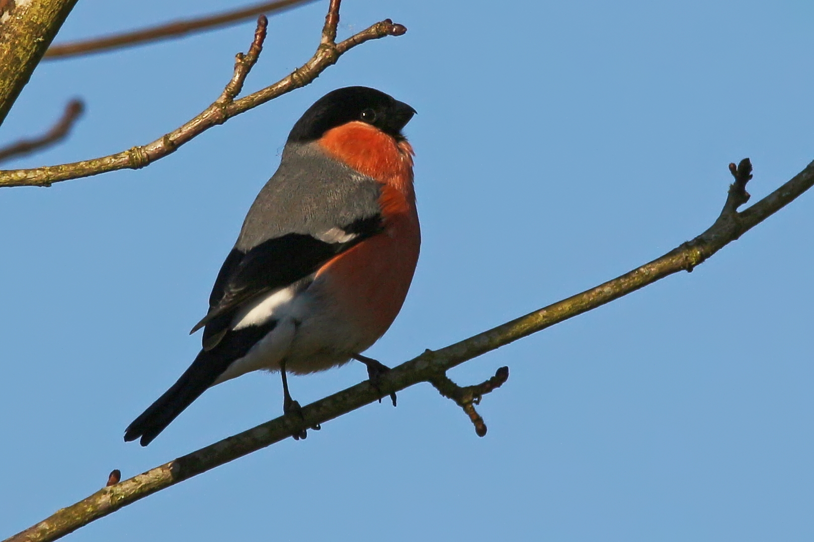 Gimpel, Dompfaff (2022_03_23_0185_ji) Foto & Bild | natur, vogel, tiere ...