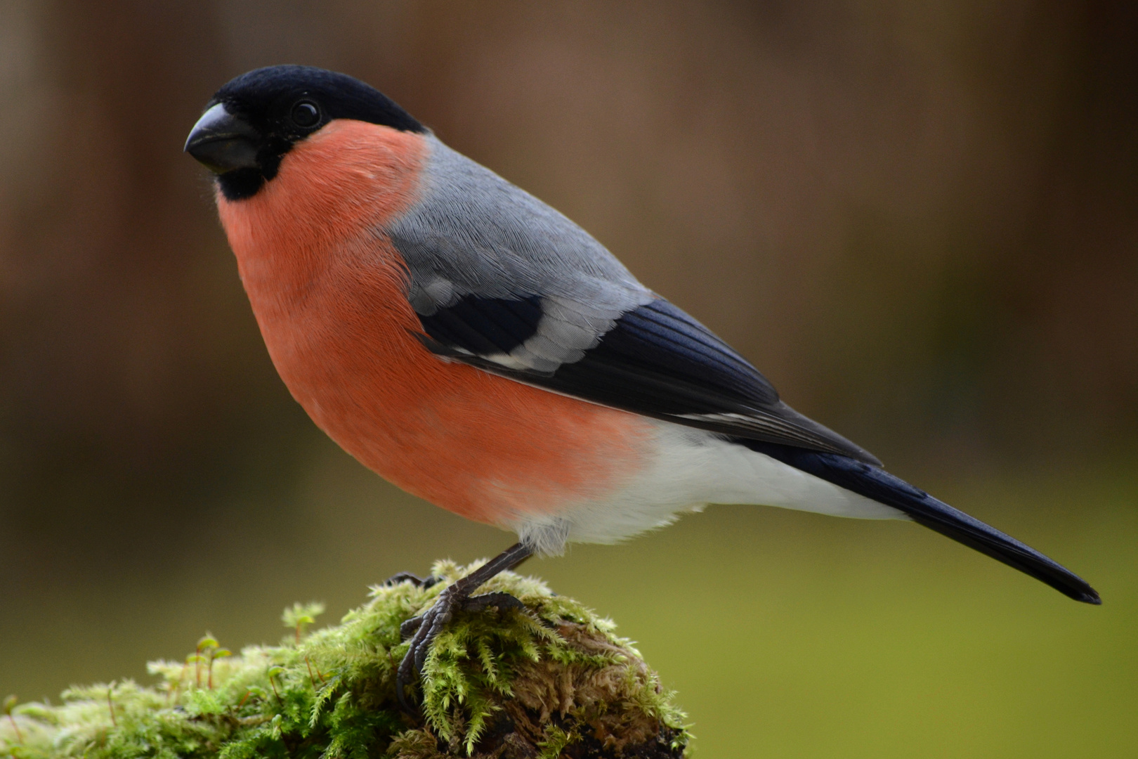 Gimpel (Dompfaff) Foto & Bild | tiere, wildlife, wild lebende vögel ...
