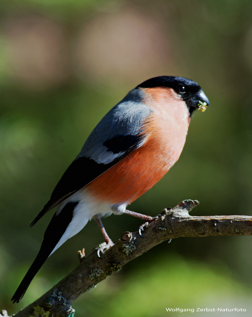 Gimpel / Dompfaff --- Foto & Bild | fotos, world, nacht Bilder auf ...