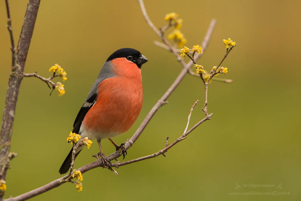 Gimpel - Dompfaff Foto & Bild | tiere, wildlife, wild lebende vögel ...
