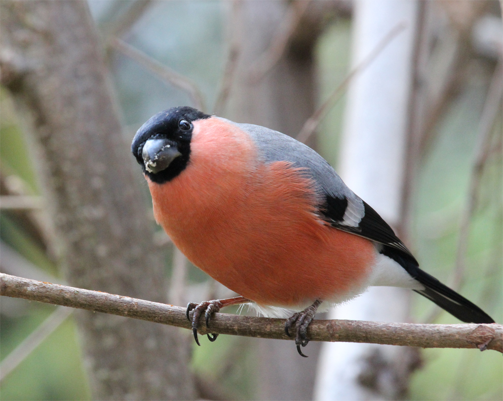 Gimpel / Dompfaff (Pyrrhula pyrrhula) Männchen Foto & Bild | tiere ...