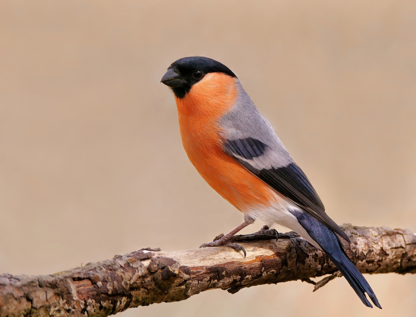 Gimpel Foto & Bild | tiere, wildlife, wild lebende vögel Bilder auf ...
