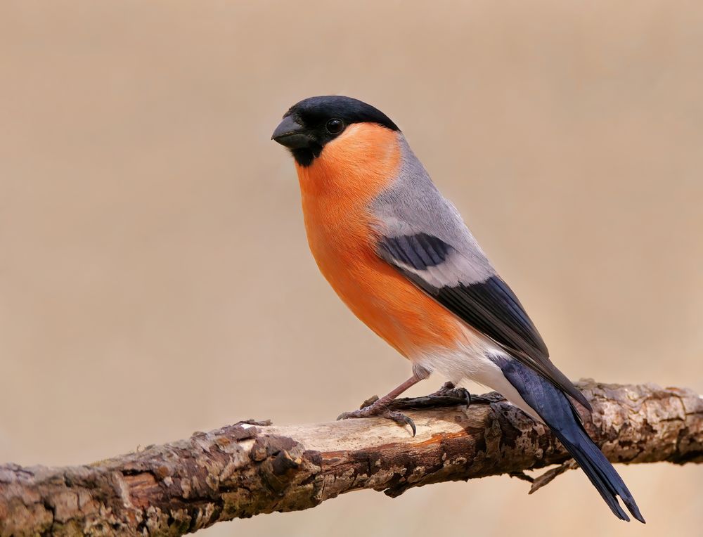 Gimpel Foto & Bild | tiere, wildlife, wild lebende vögel Bilder auf ...