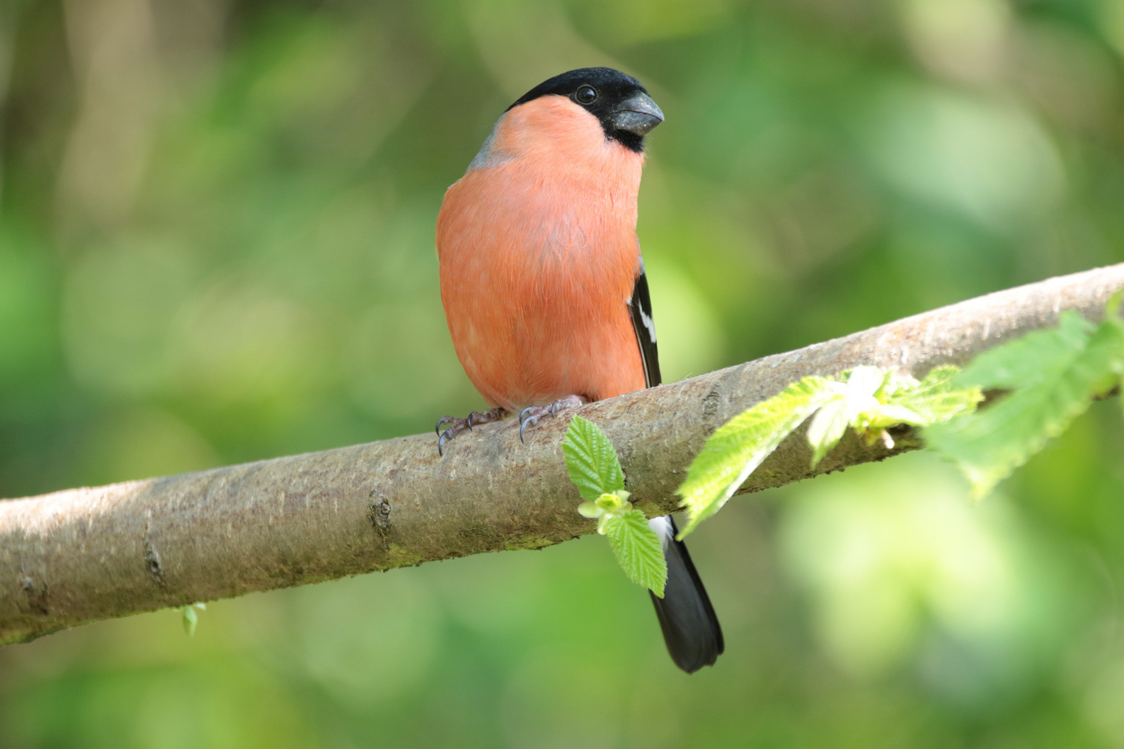 Gimpel IMG_1659 Foto & Bild | natur, tiere, vögel Bilder auf fotocommunity