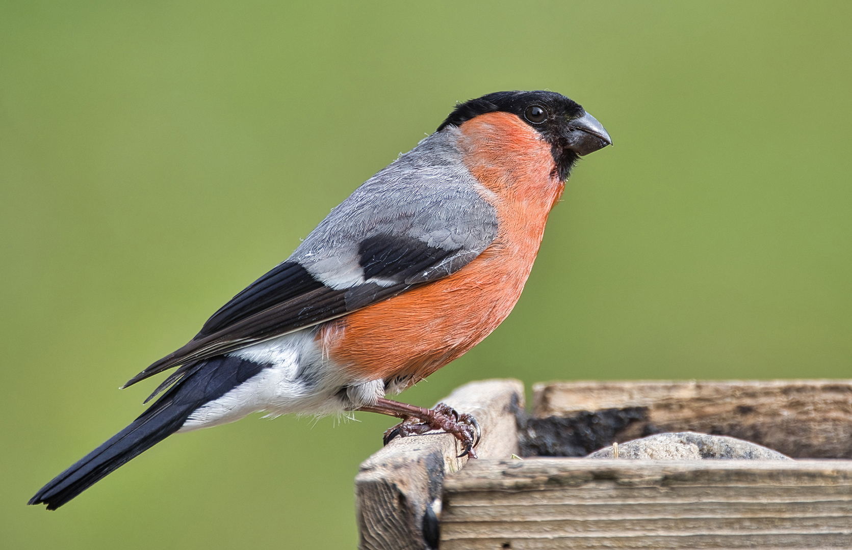 Gimpel in meinem Garten Foto & Bild | tiere, wildlife, wild lebende ...