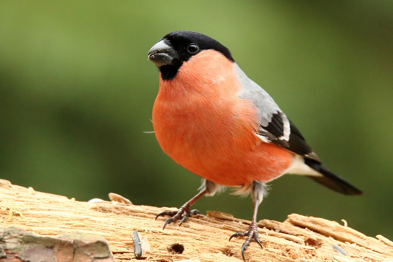 Gimpel (m) Foto & Bild | tiere, wildlife, natur Bilder auf fotocommunity