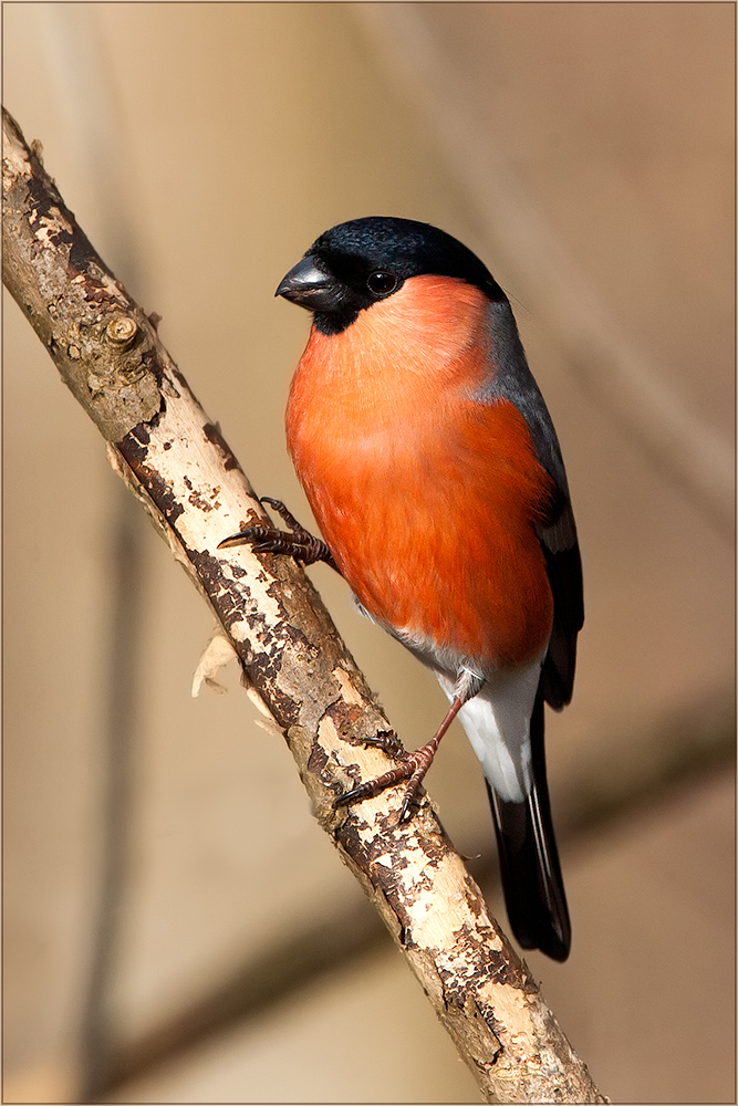 Gimpel oder Dompfaff Foto & Bild | tiere, wildlife, wild lebende vögel ...