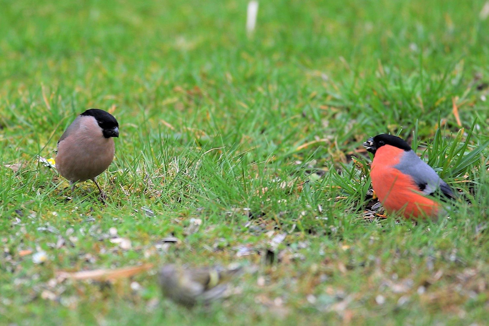 Gimpel Paar Foto & Bild | tiere, wildlife, wild lebende vögel Bilder ...
