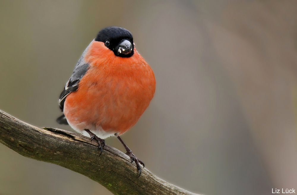 Gimpel (Pyrrhula pyrrhula) Foto & Bild | tiere, wildlife, wild lebende ...